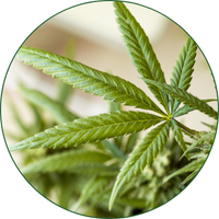 Certified Reference Standards | CPI International